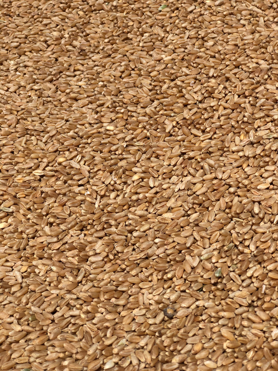 50 lbs Hard White Wheat Berries Cleaned – Grandview Granary Flour